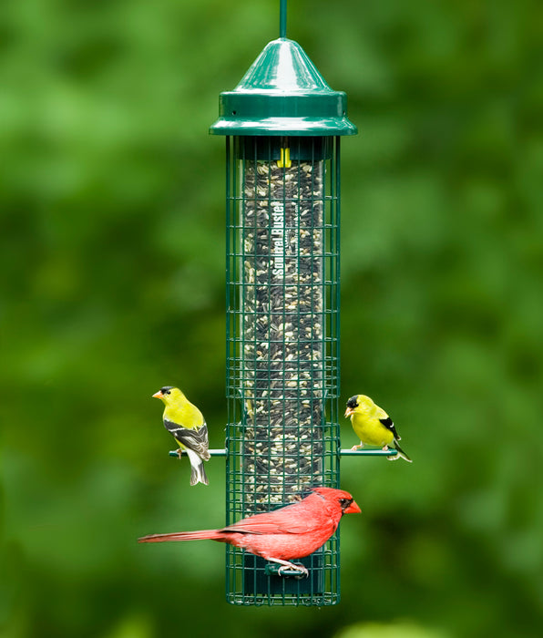 Brome® | Home of the Squirrel Buster® Bird Feeder