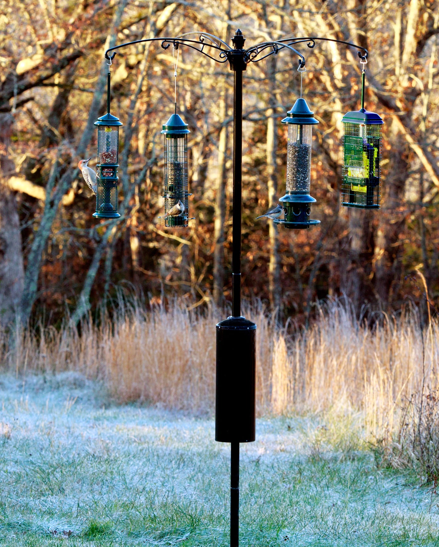 Brome® | Home of the Squirrel Buster® Bird Feeder
