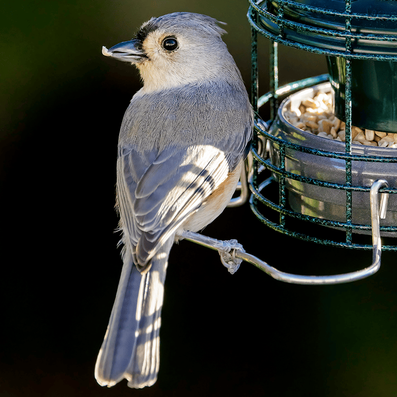 Squirrel Buster® Plus – Brome