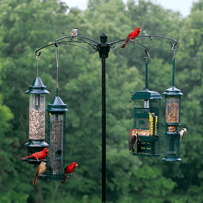 BirdsUP™ Versa 1" Pole System – Brome