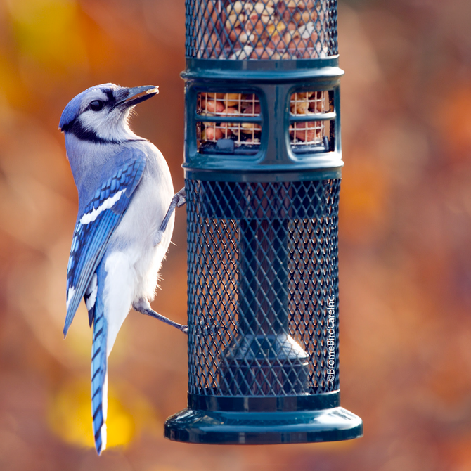 Brome® | Home of the Squirrel Buster® Bird Feeder