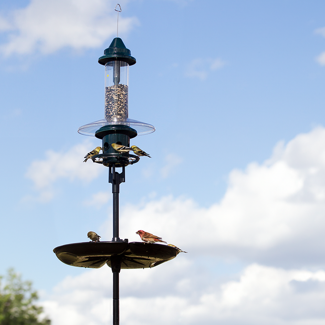 Squirrel Buster® Standard – Brome